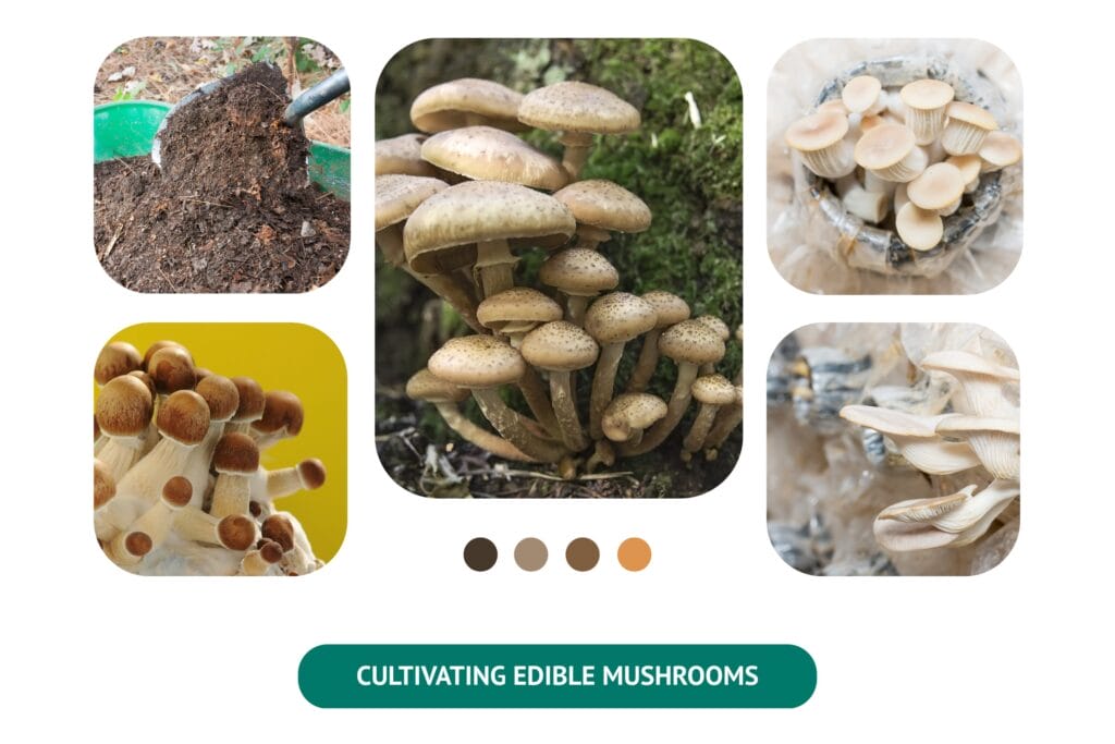 Mushroom Cultivation: Grow Mushrooms at Your Tiny Home