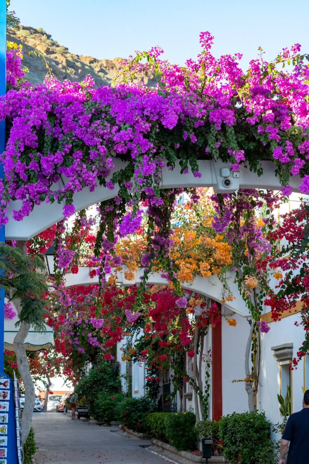 25 Climbing Plants to Beautify Your Outdoor Space