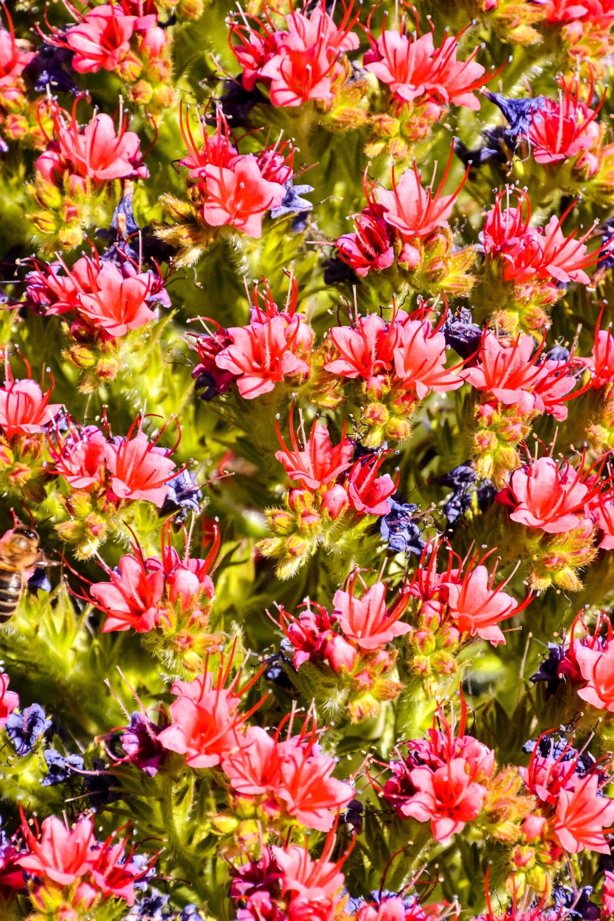 25 Climbing Plants to Beautify Your Outdoor Space
