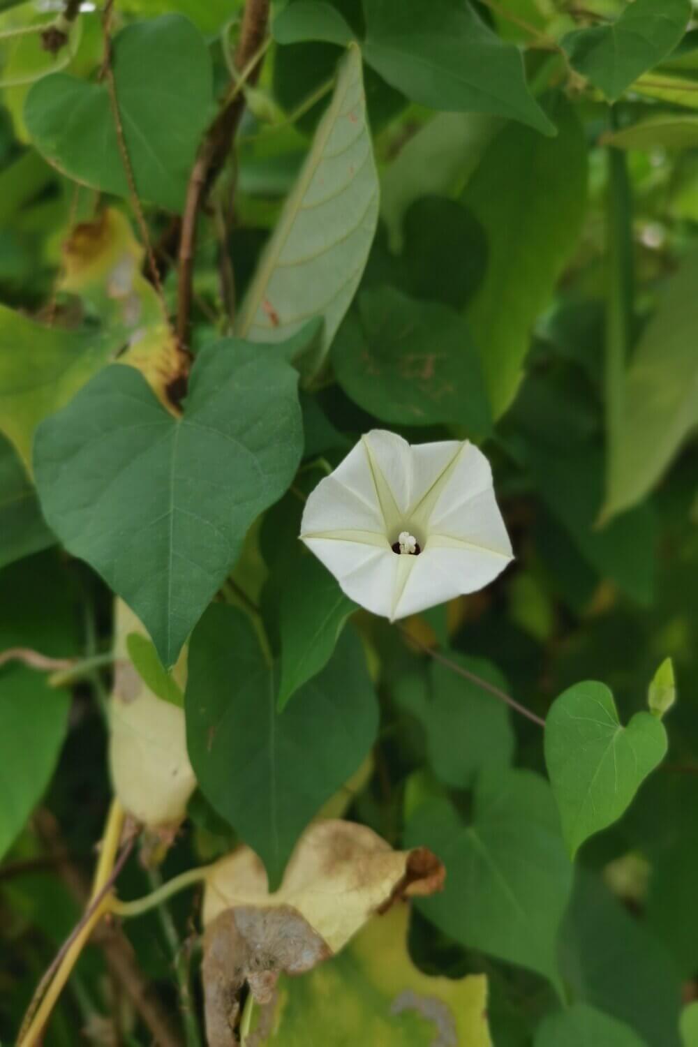 25 Climbing Plants to Beautify Your Outdoor Space