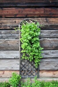 25 Climbing Plants to Beautify Your Outdoor Space